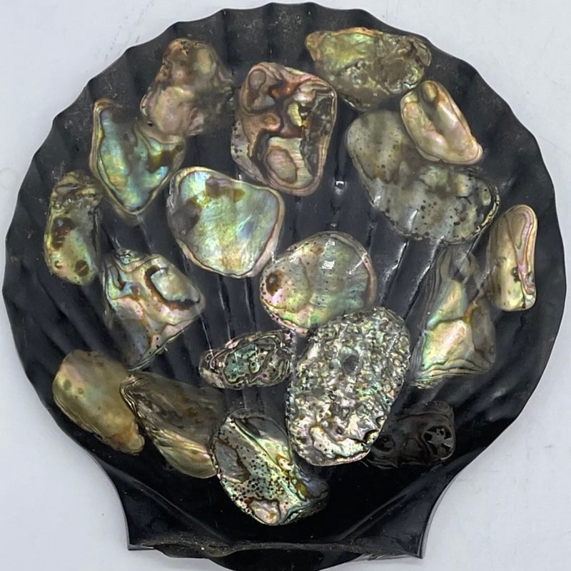 Shells in Lucite - Etsy
