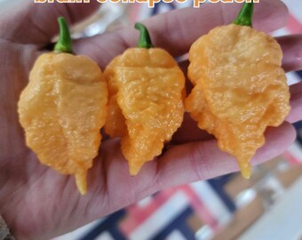 Peach Brain Collapse Pepper Seeds - Etsy