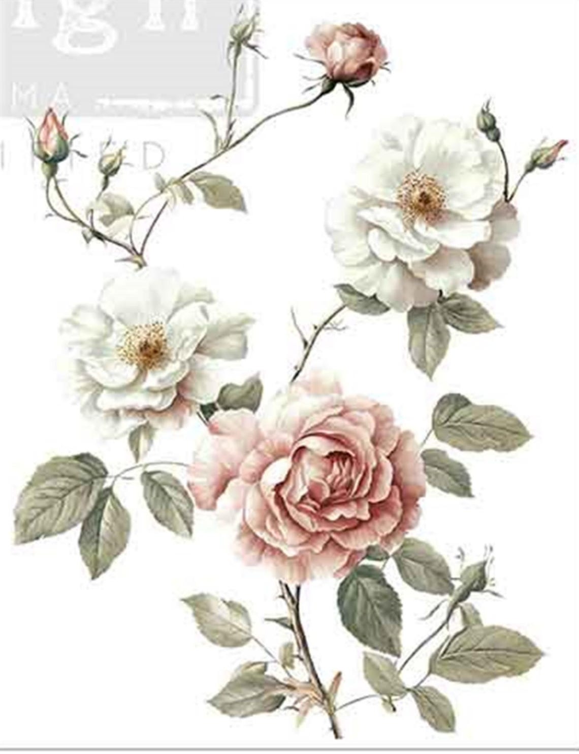 Creamy Blush Blooms Furniture Transfer, Redesign With Prima, Floral ...