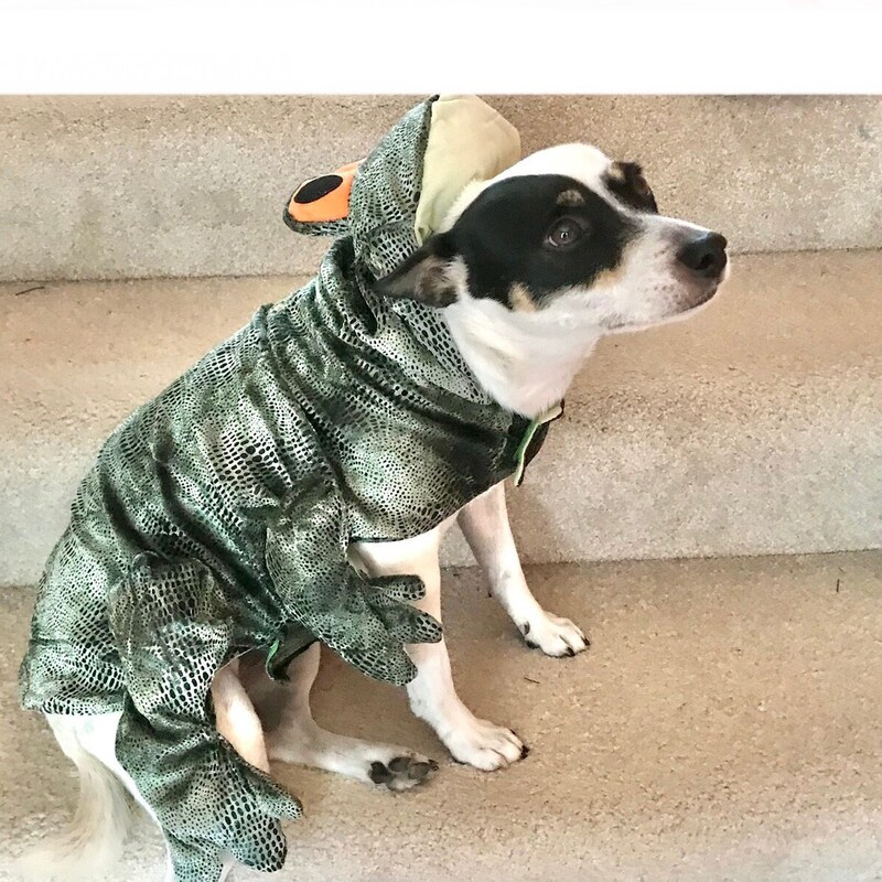 Frog Hats for Dogs - Etsy
