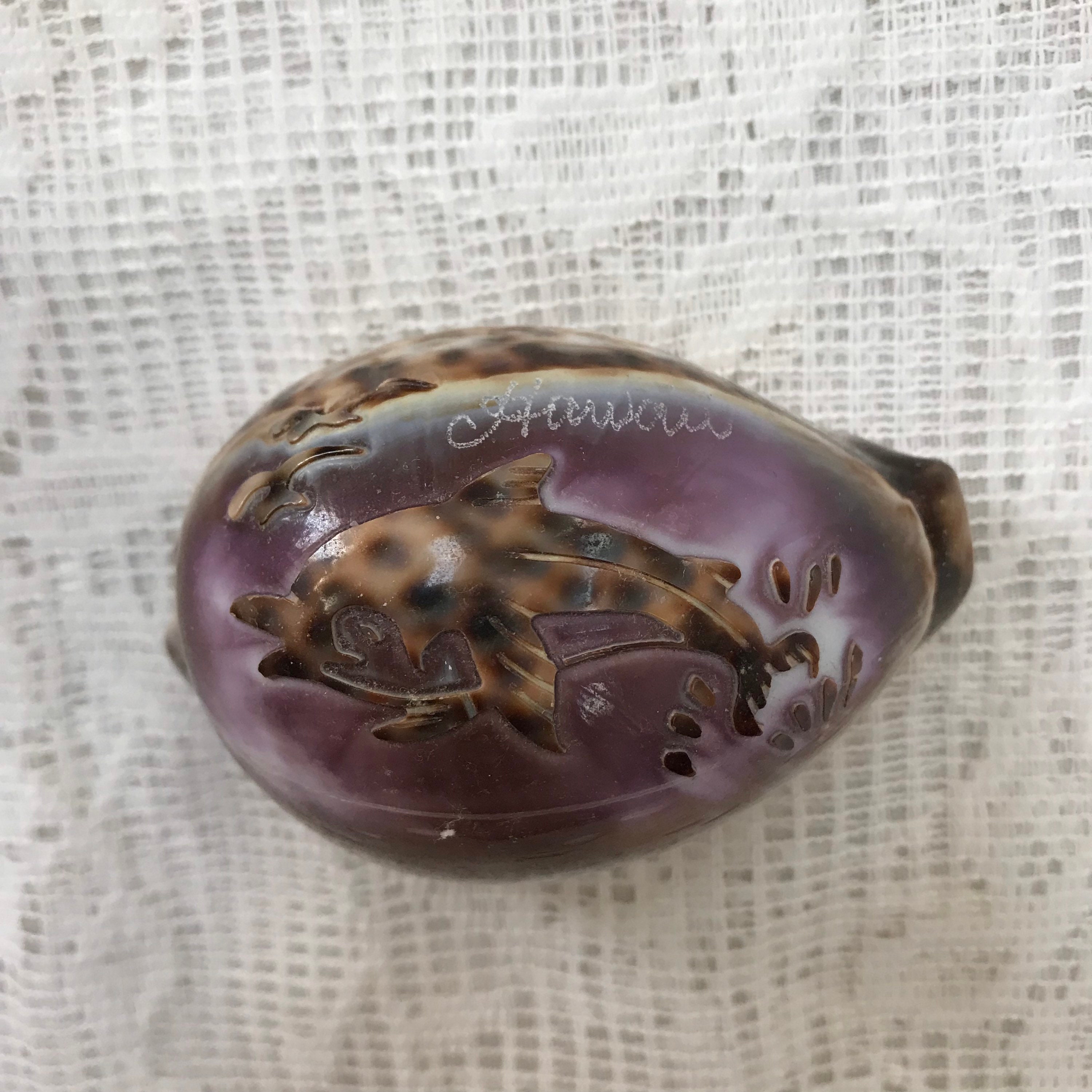 Set of 2 XL Large Cowrie Shells Carved Spotted Big Table Decor Scenery ...