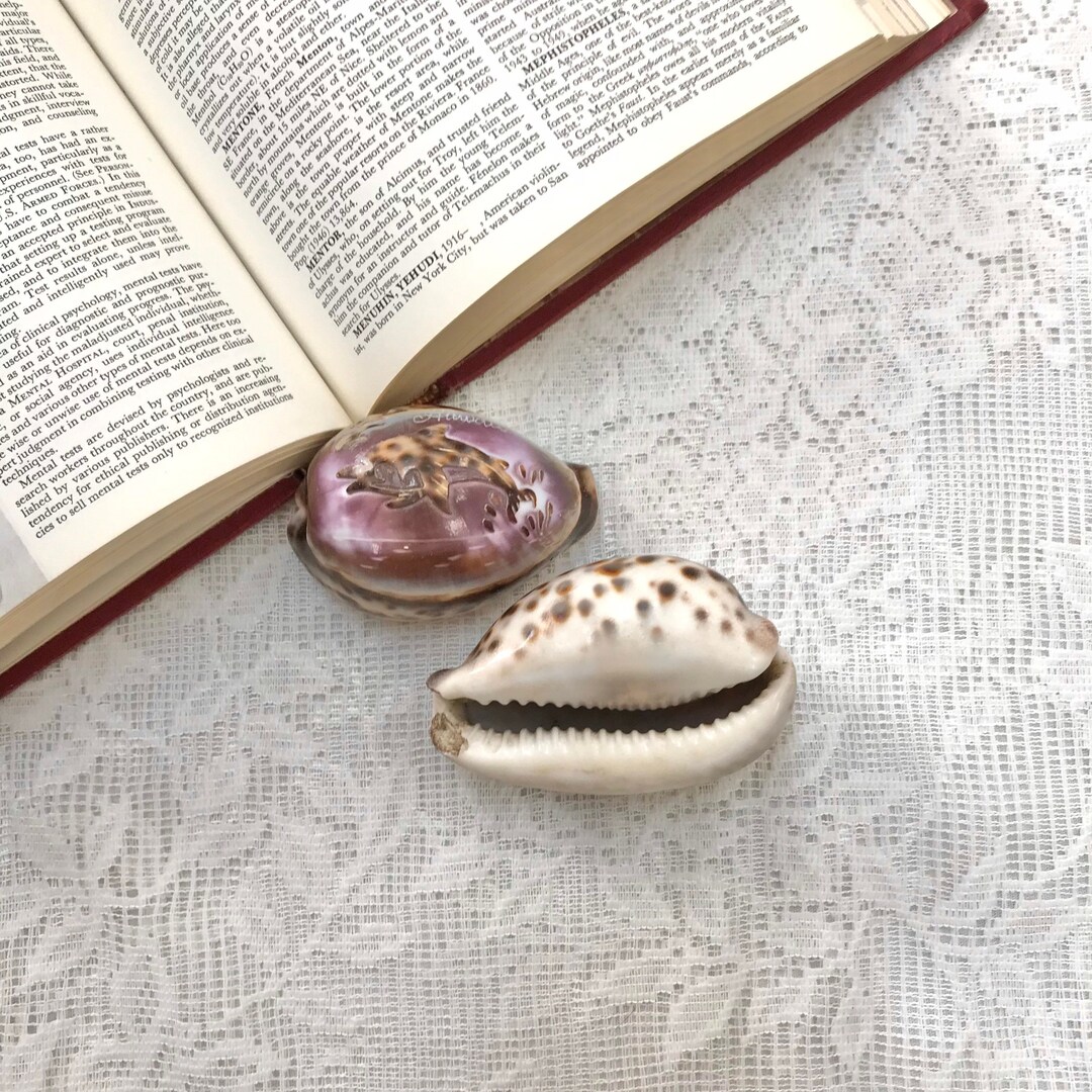 Set of 2 XL Large Cowrie Shells Carved Spotted Big Table Decor Scenery ...