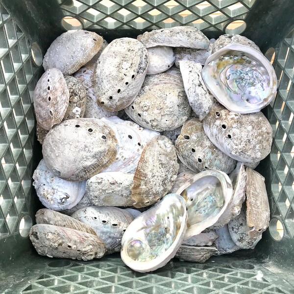 Abalone Shell - Etsy