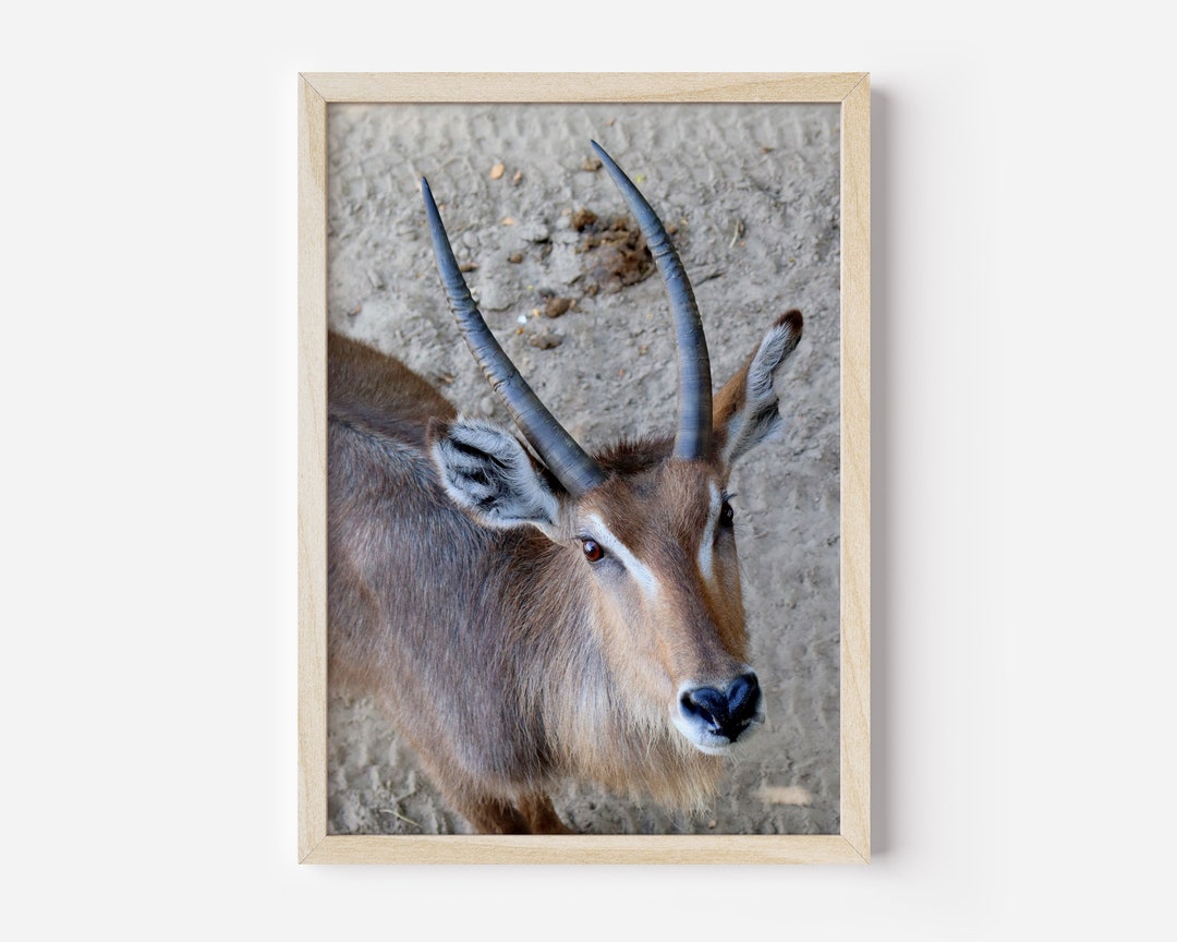Digital Art Print Waterbuck Printable Instant Download - Etsy
