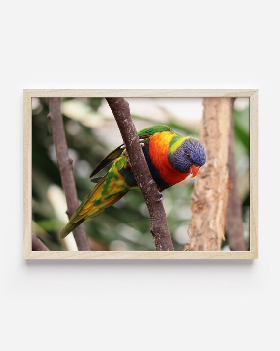 Digital Art Print Bird Printable Instant Download - Etsy