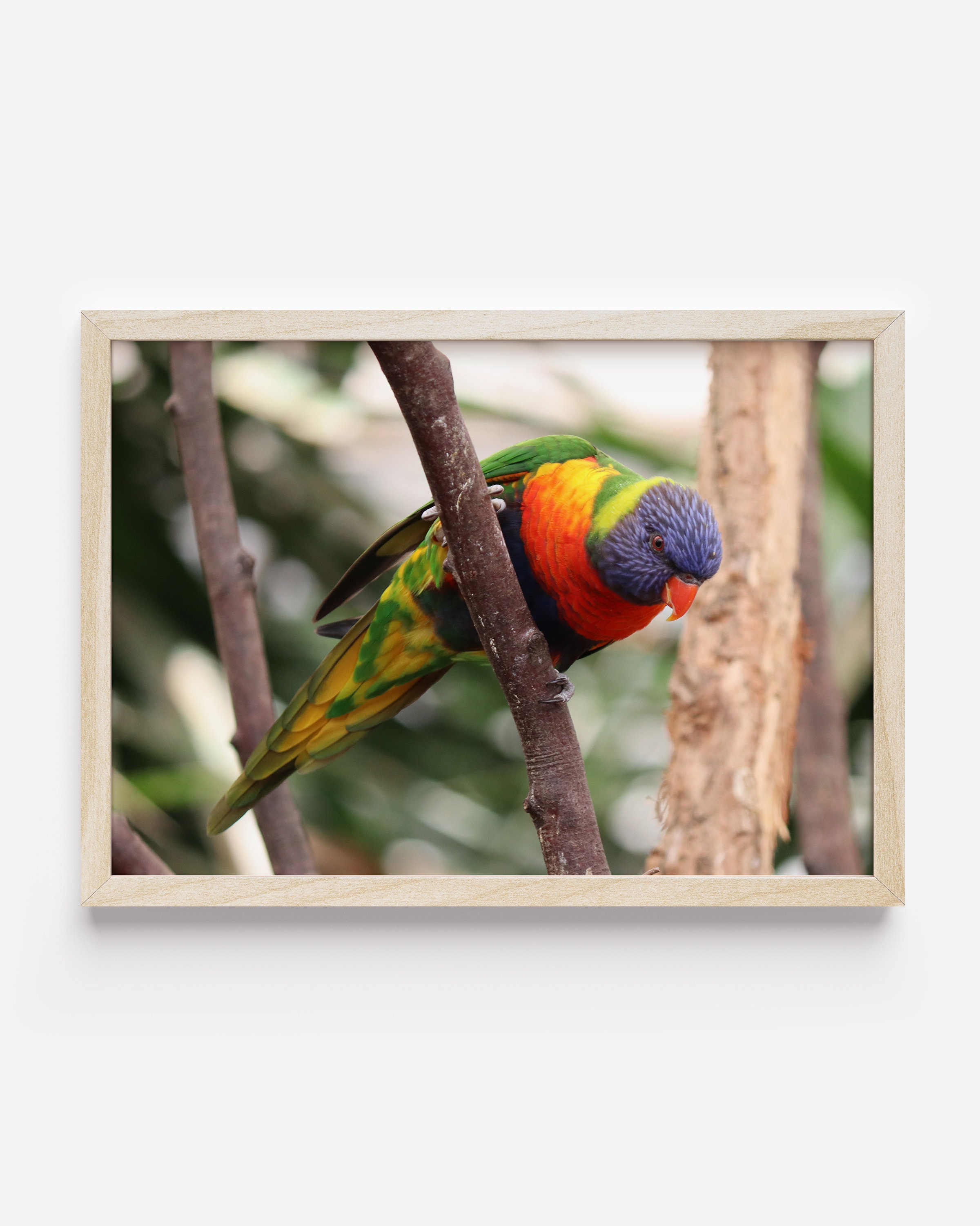 Digital Art Print Bird Printable Instant Download - Etsy