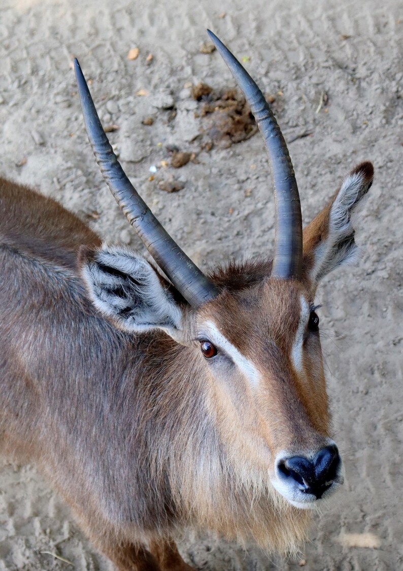 Digital Art Print Waterbuck Printable Instant Download - Etsy