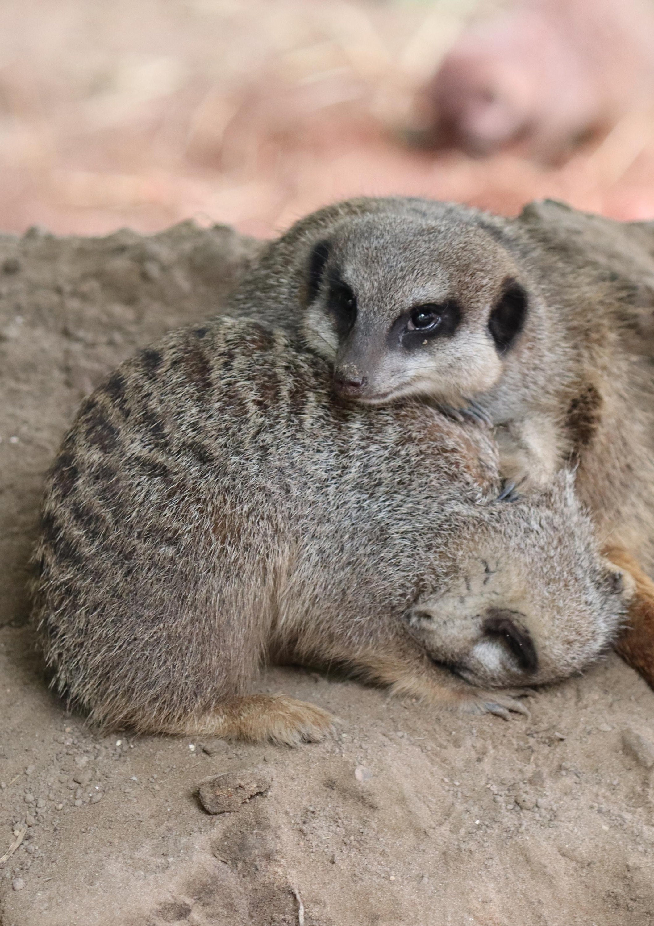 Digital Art Print Meerkat Printable Instant Download - Etsy