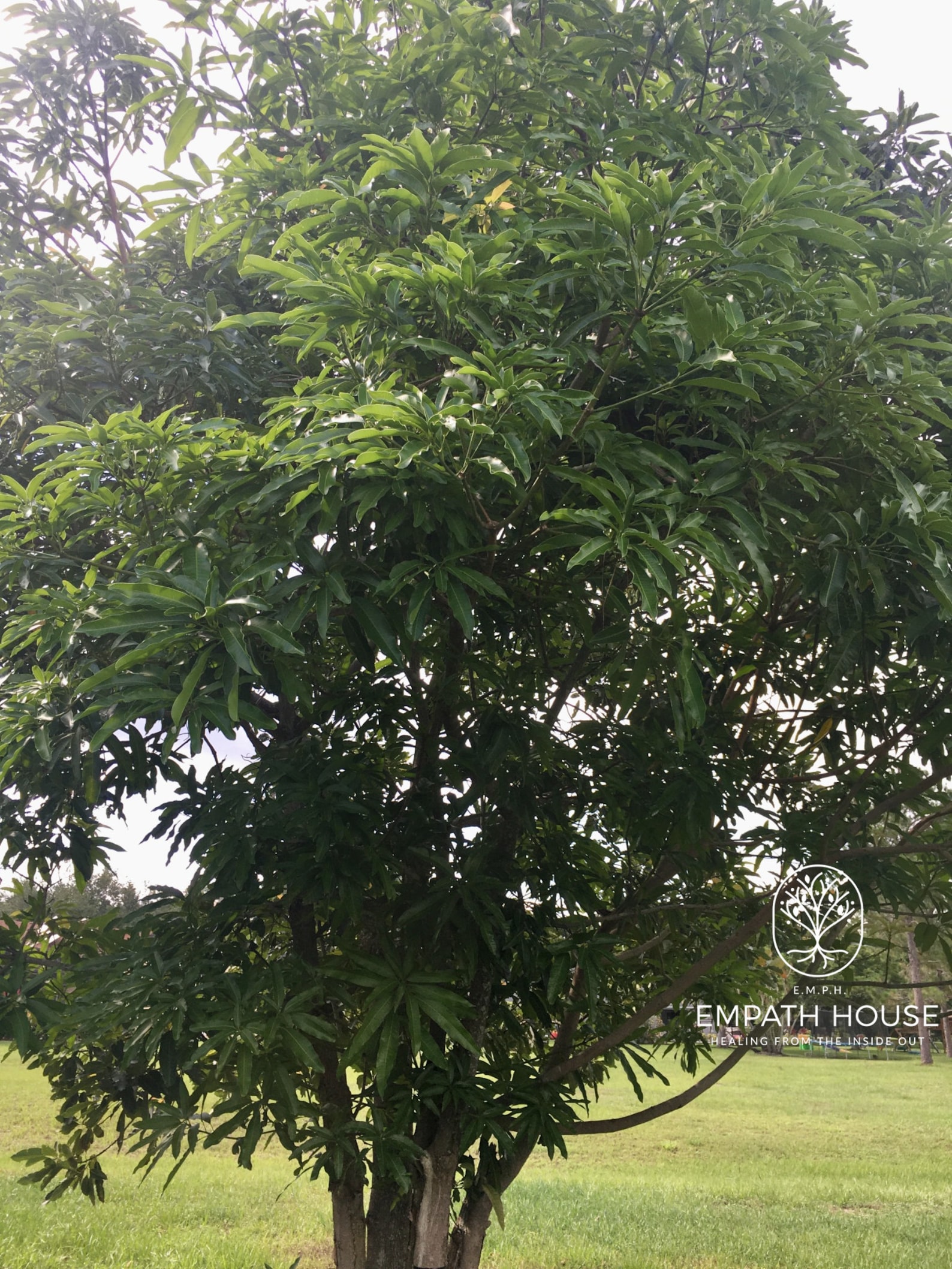 Mango Leaves Fresh: 25/35/55/65 Count, Florida Grown, No Chemicals ...