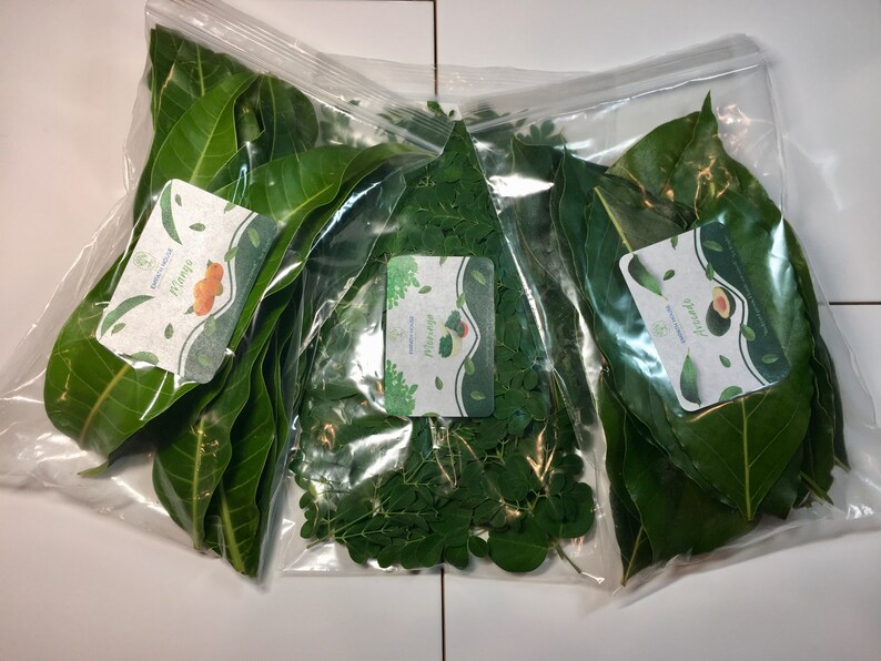 Mango Leaves Fresh: 25/35/55/65 Count, Florida Grown, No Chemicals ...