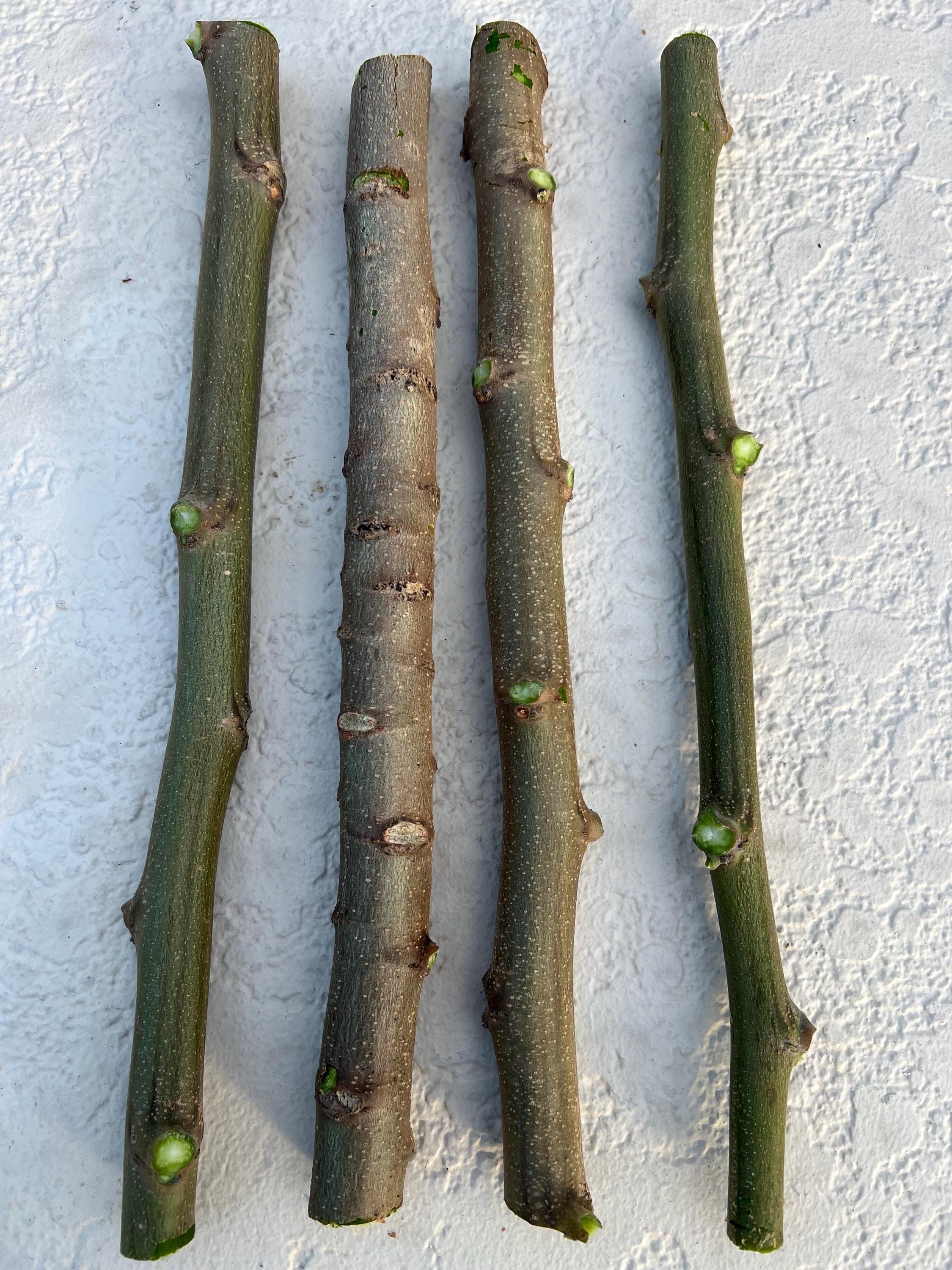 Moringa Oleifera Stem Cuttings (no Chemicals Sprayed/used) Florida ...
