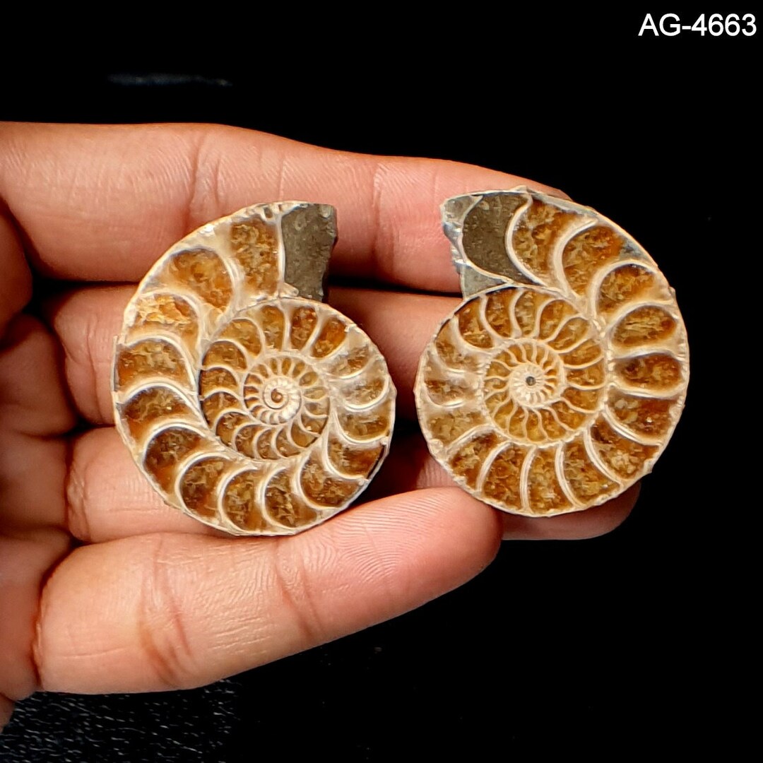 Ammonite Fossil Pair Natural Ammonite Gemstone Pair - Etsy