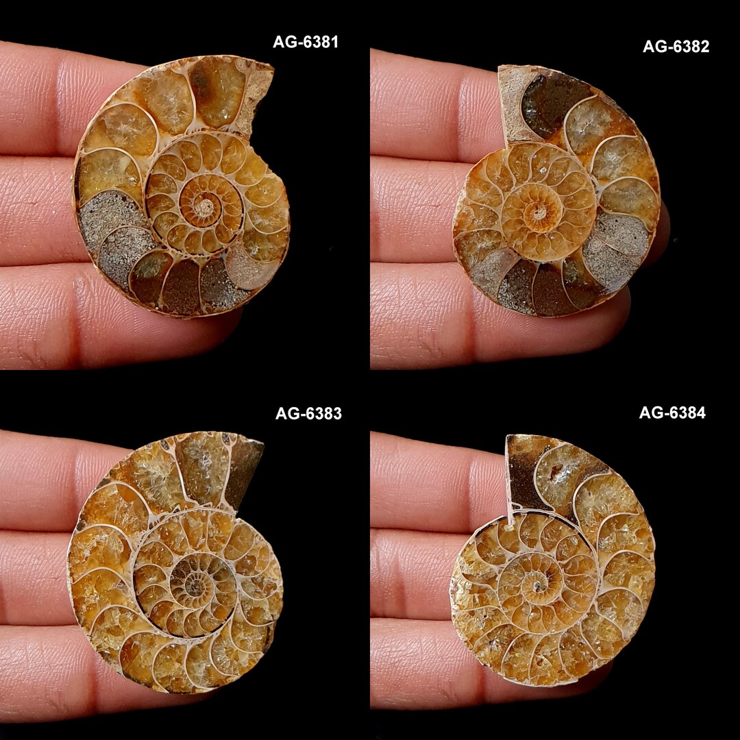 Ammonite Fossil Stone - Natural Ammonite Fossil Gemstone - Ammonite ...