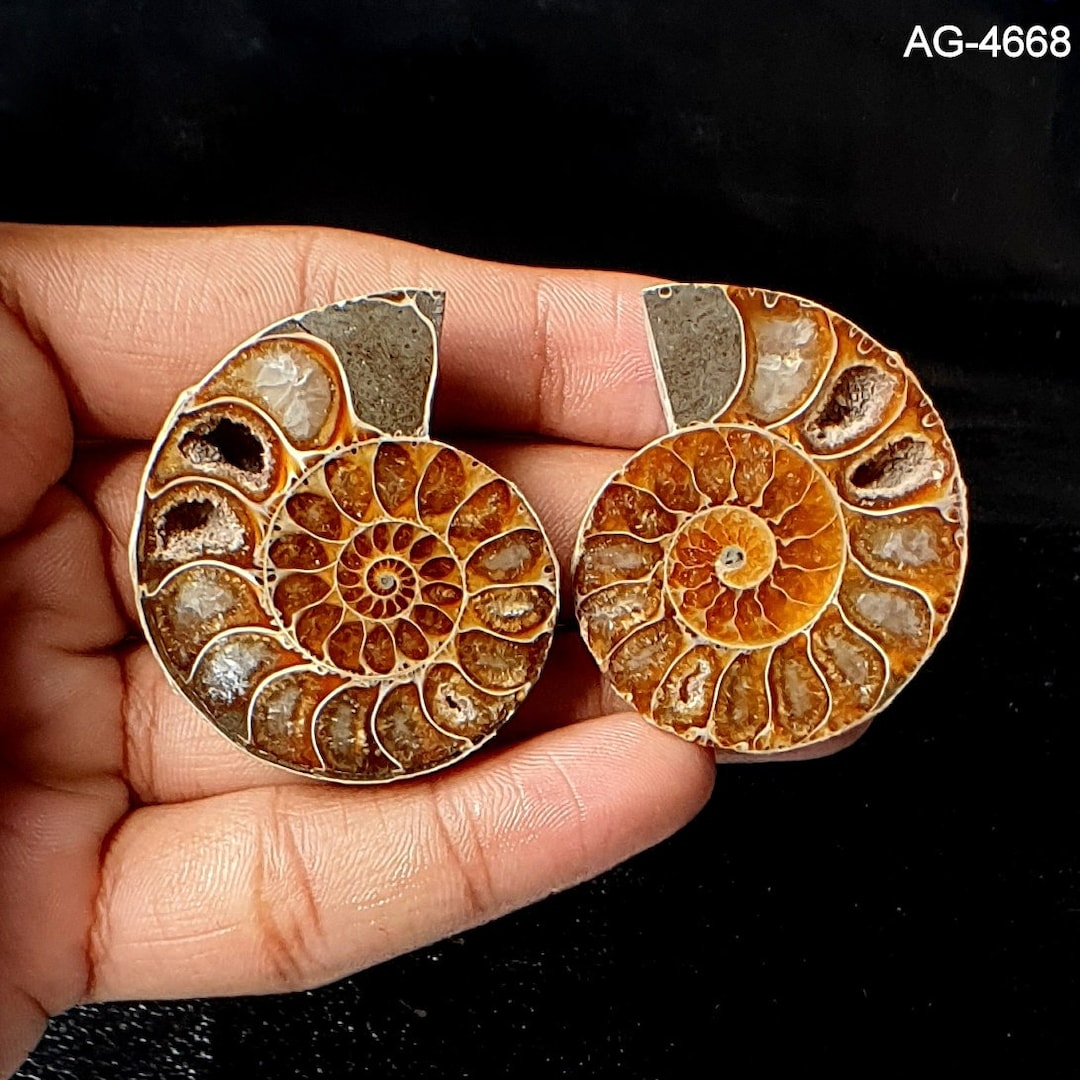 Ammonite Fossil Pair Natural Ammonite Gemstone Pair - Etsy