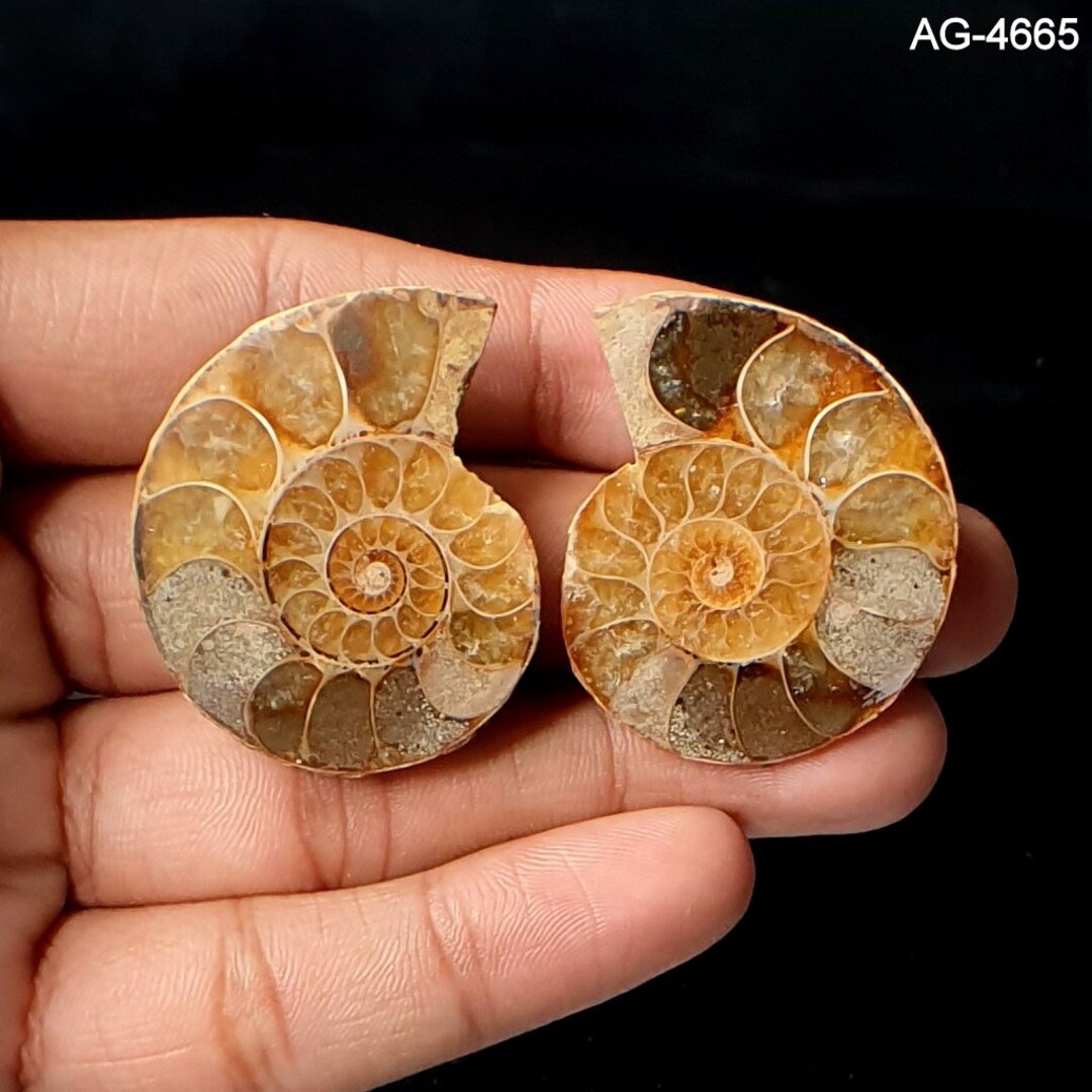 Ammonite Fossil Pair Natural Ammonite Gemstone Pair - Etsy