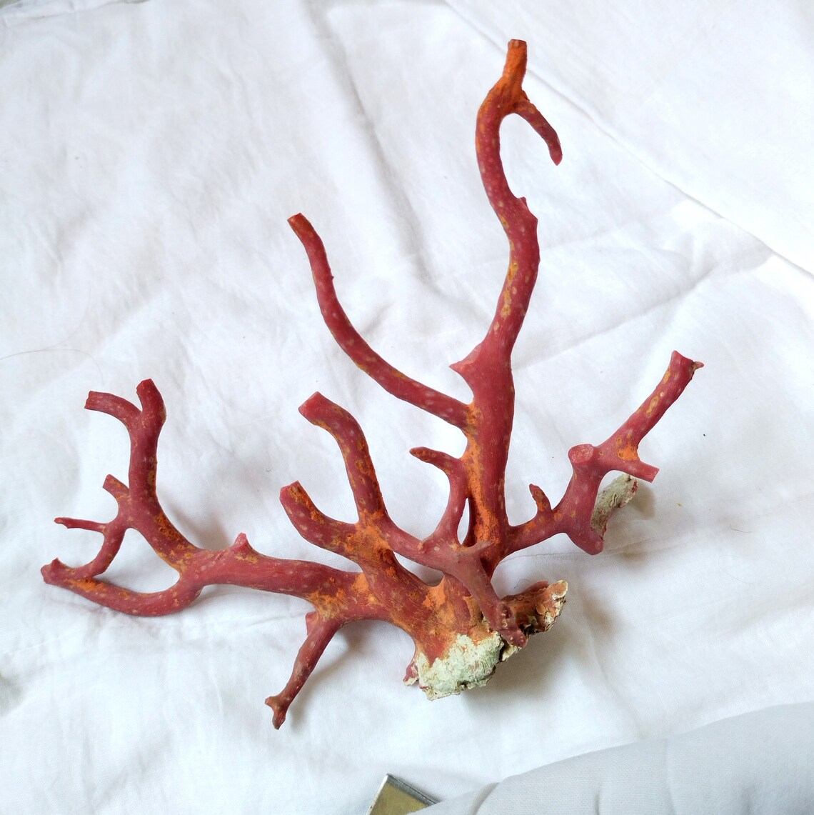 HUGE SIZE TREE.. Top Rare Excellent Quality Red Coral Tree, 100% ...