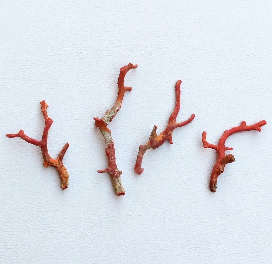 Big Tree Antique Coral Raw Rough-100% Natural Italian Coral Unpolished ...