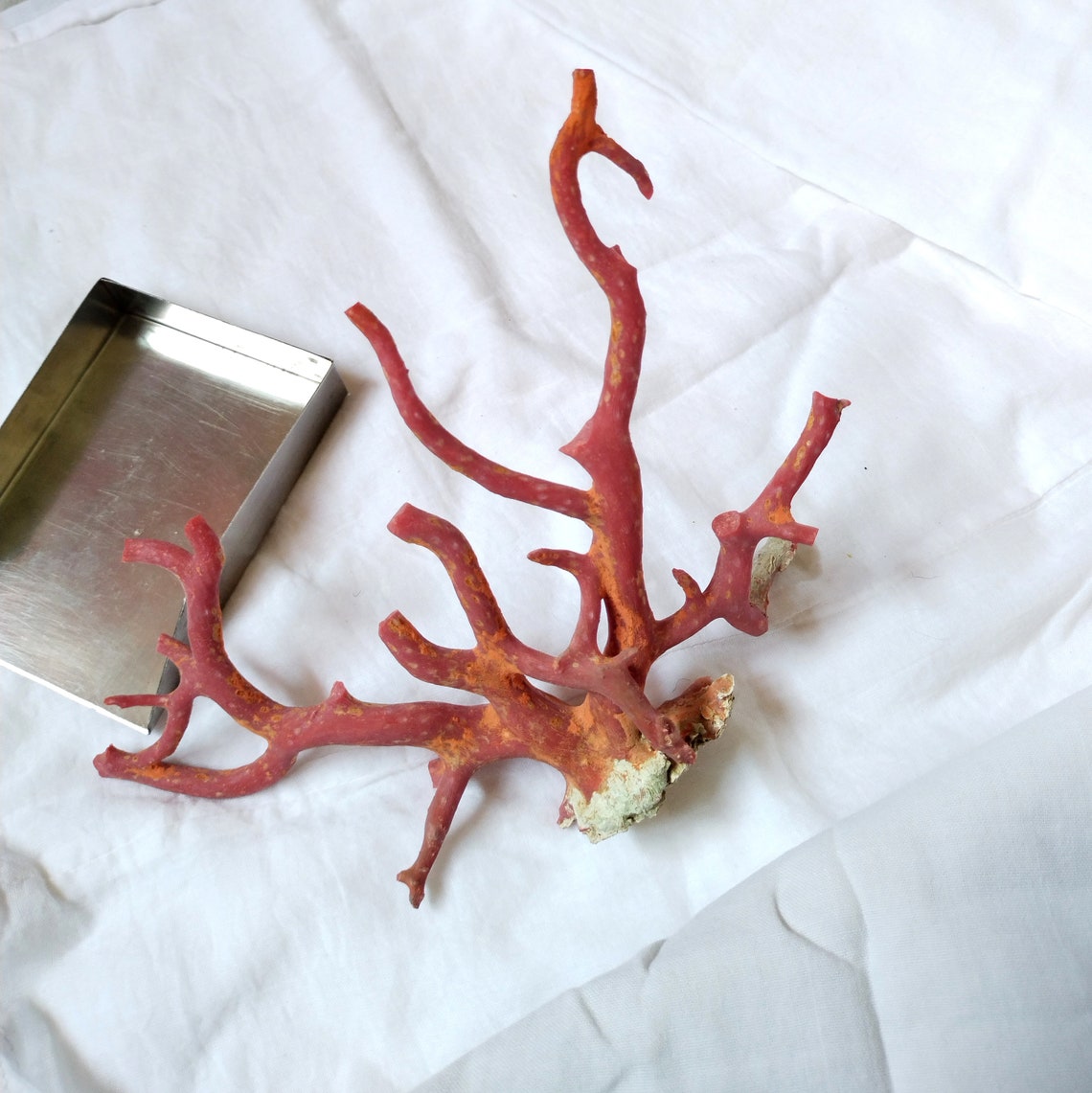 HUGE SIZE TREE.. Top Rare Excellent Quality Red Coral Tree, 100% ...