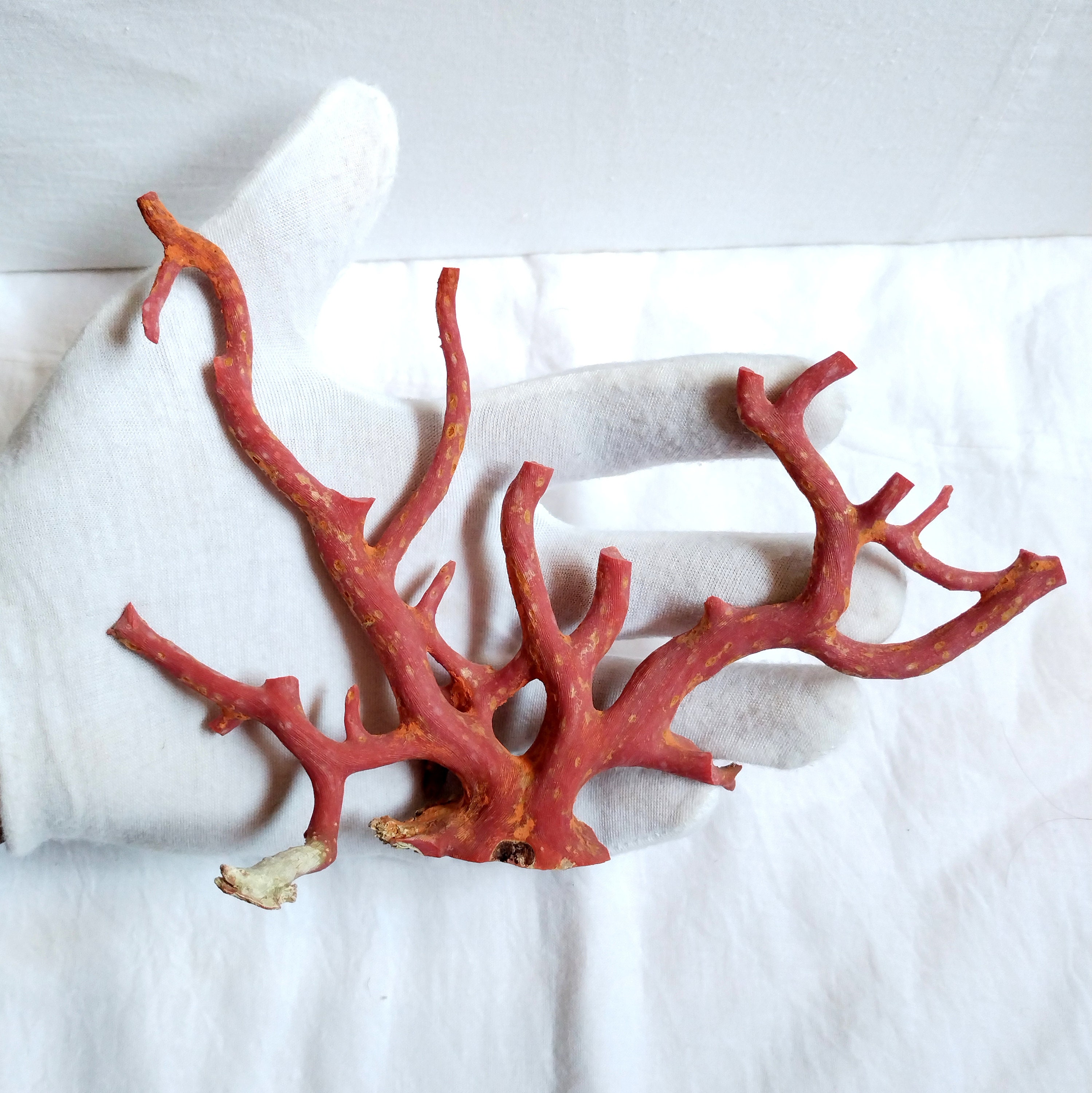 HUGE SIZE TREE!!.. Top Rare Excellent Quality Red Coral Tree, 100% ...