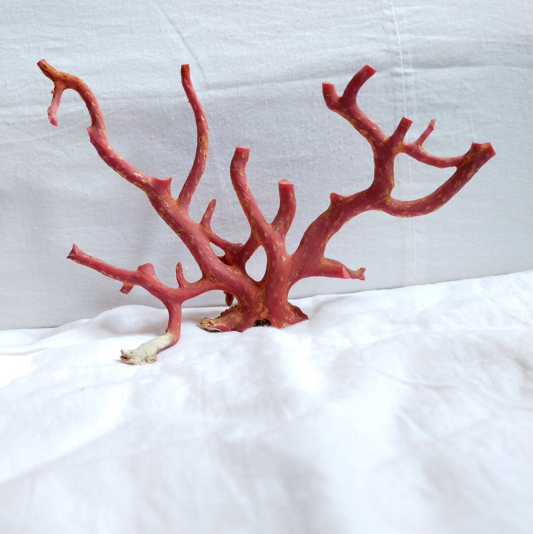 HUGE SIZE TREE!!.. Top Rare Excellent Quality Red Coral Tree, 100% ...