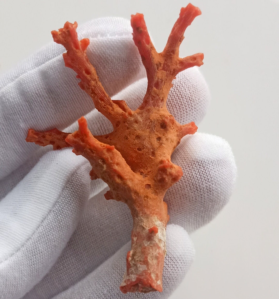 Genuine Red Coral Unpolished Rough Branch-mediterranean Sea Coral ...