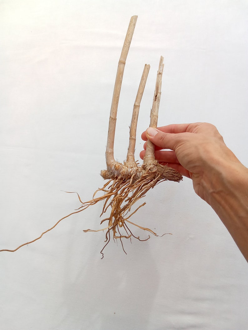 Driftwood Find. Decorative Craft. Giant Reed Plant With Roots - Etsy