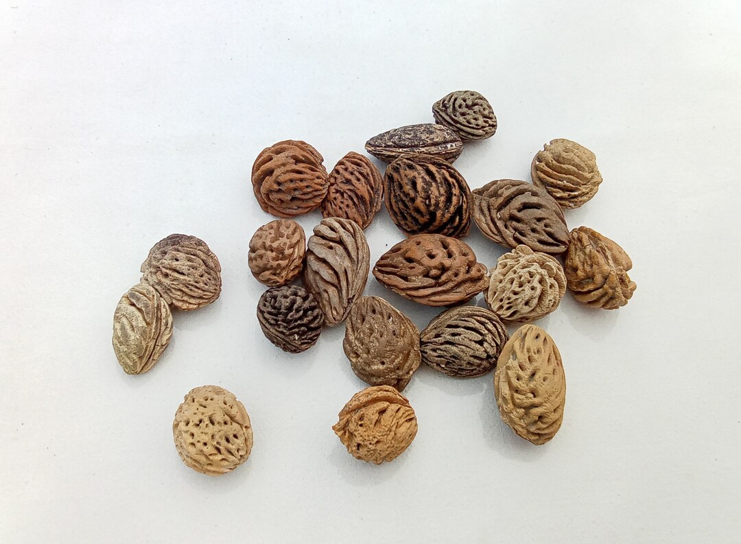 Peach Pit Fruit Seeds. Coastal Find Craft Jewelry DIY Supply. Natural ...
