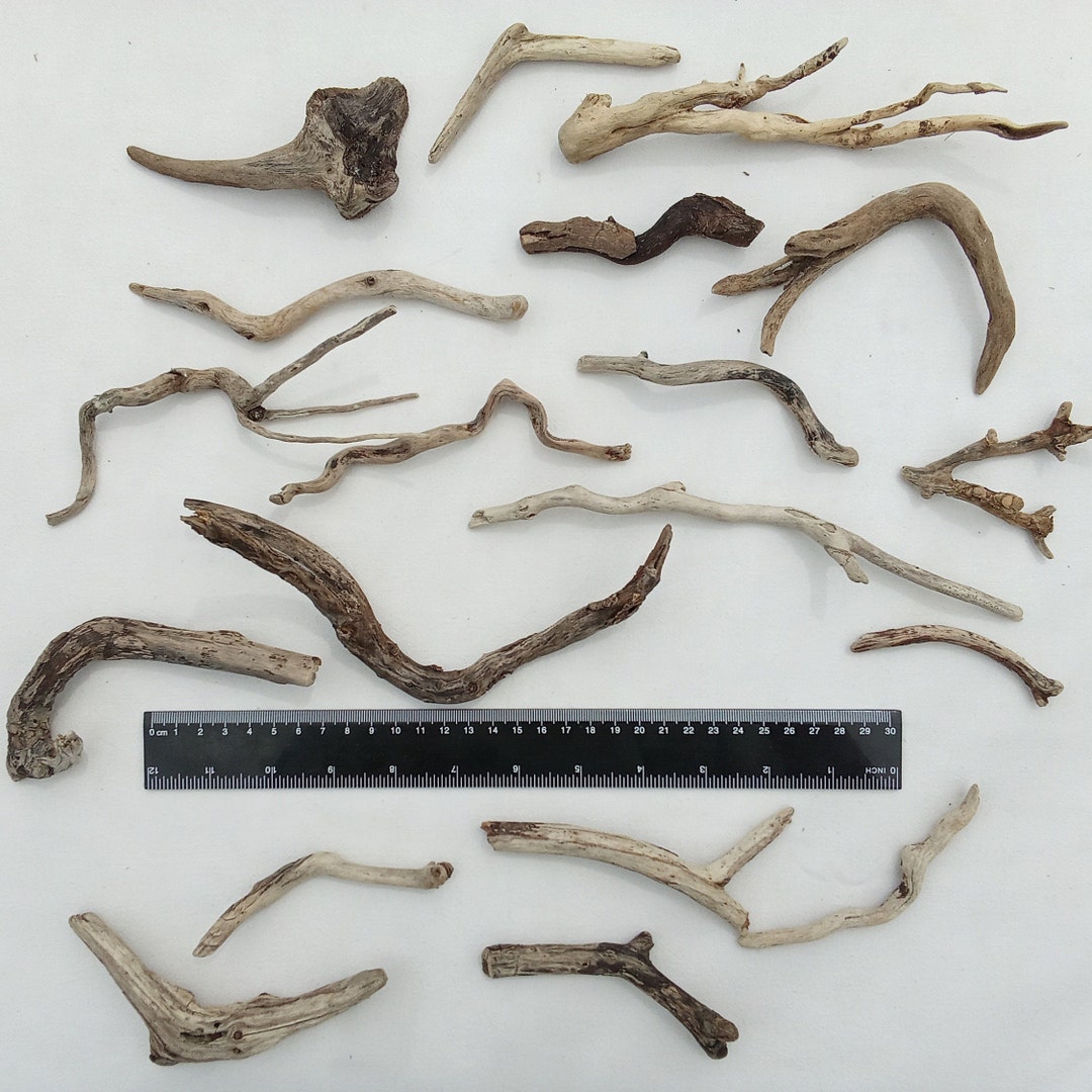 Driftwood Curly Sticks. 19 Pcs. Craft Supplies. Beach Home Decor ...