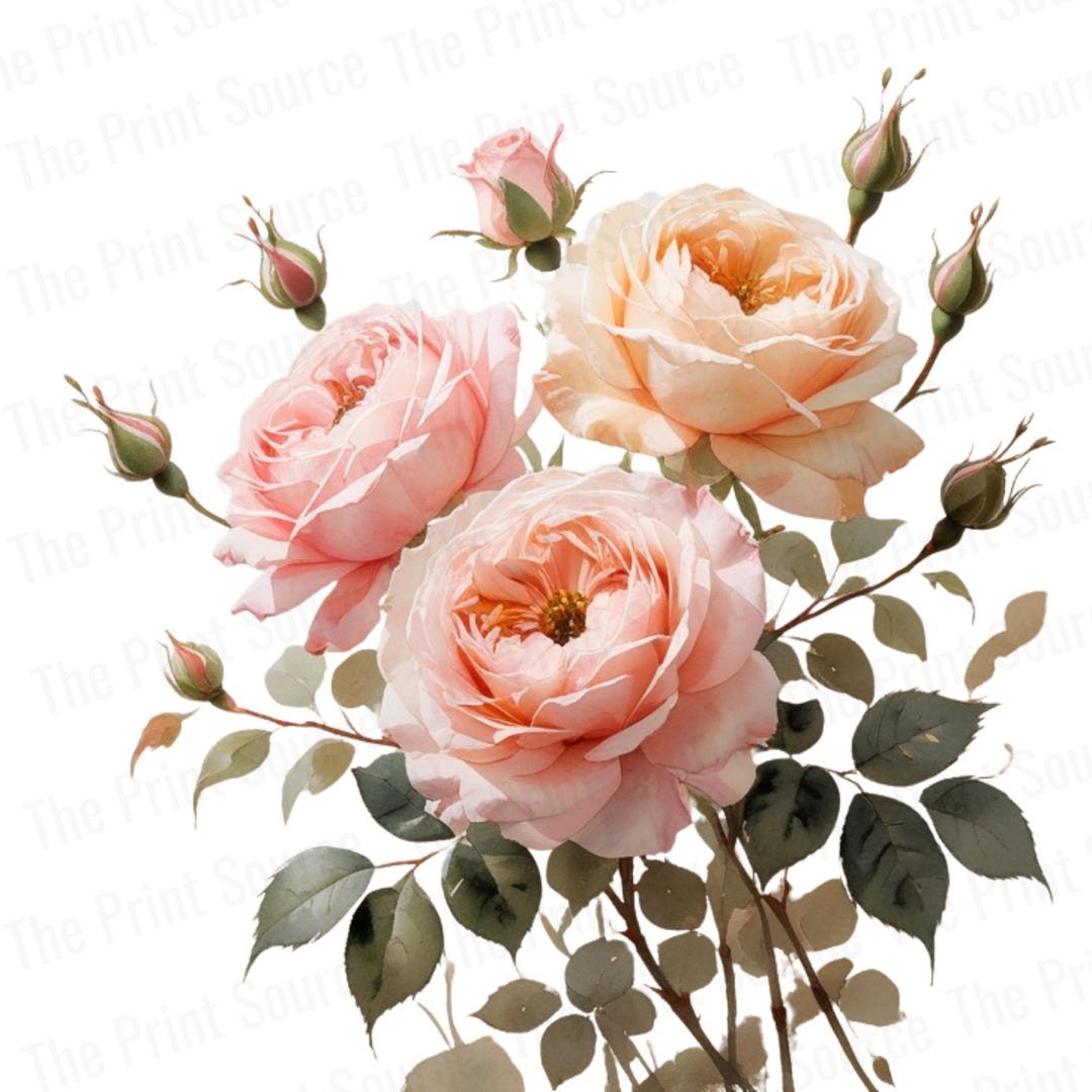 Rose Watercolor PNG Clipart | Romantic Floral Digital Art | Wedding ...