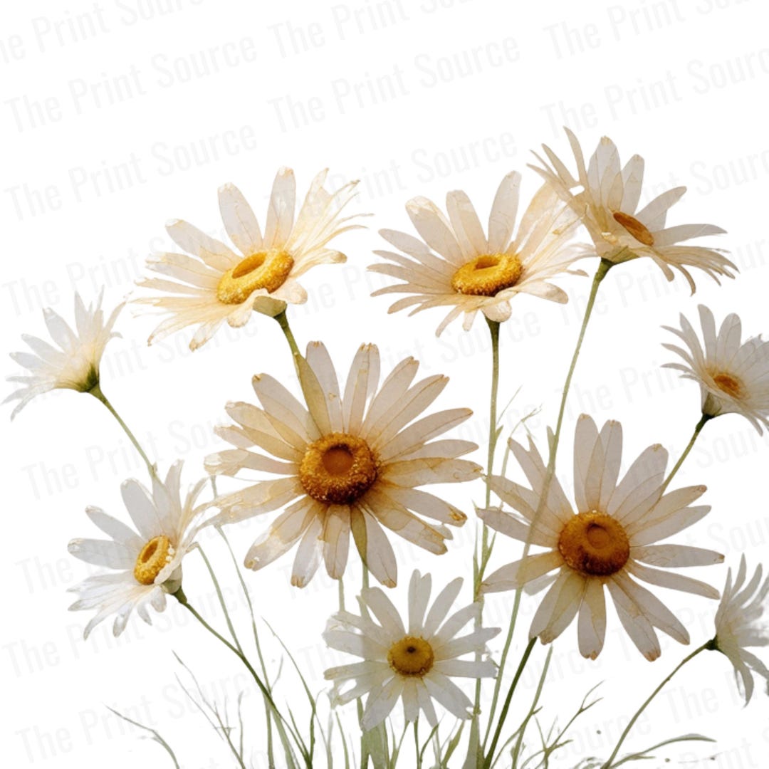 Daisy Watercolor Clipart PNG | Rustic Floral Digital Art | Spring Clip ...