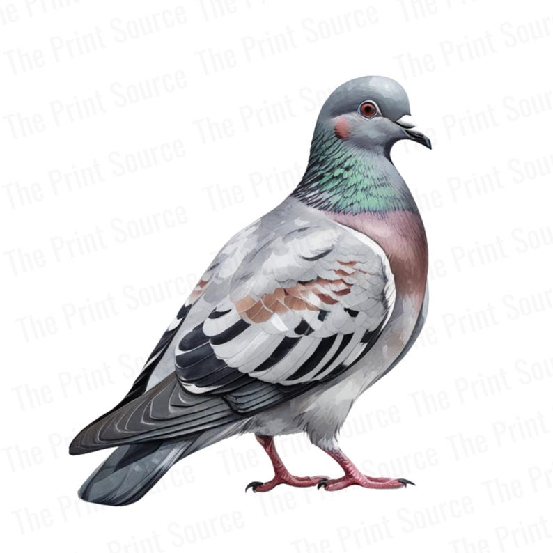 Pigeon Watercolor PNG Clipart | Bird Digital Art | Vintage Animal ...