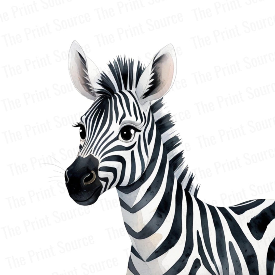 Watercolor Zebra PNG, Safari Animal Illustration, Black and White ...