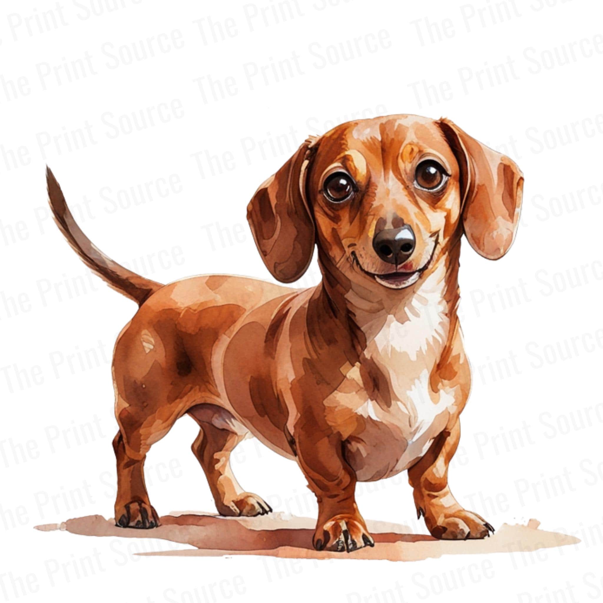 Dachshund Watercolor PNG Clipart | Cute Wiener Dog Digital Download ...