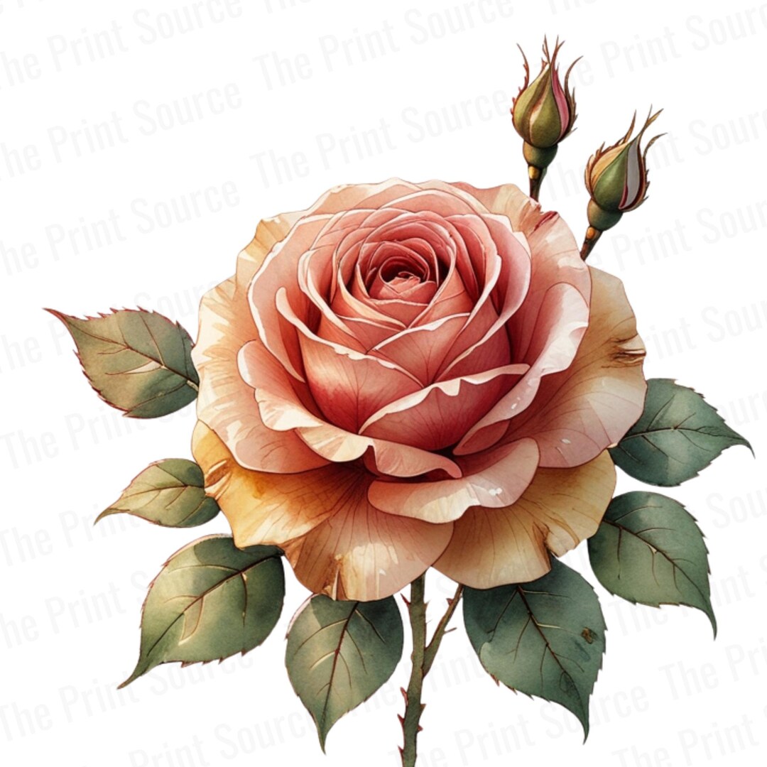 Watercolor Vintage Rose PNG, Romantic Floral Illustration, Hand-painted ...