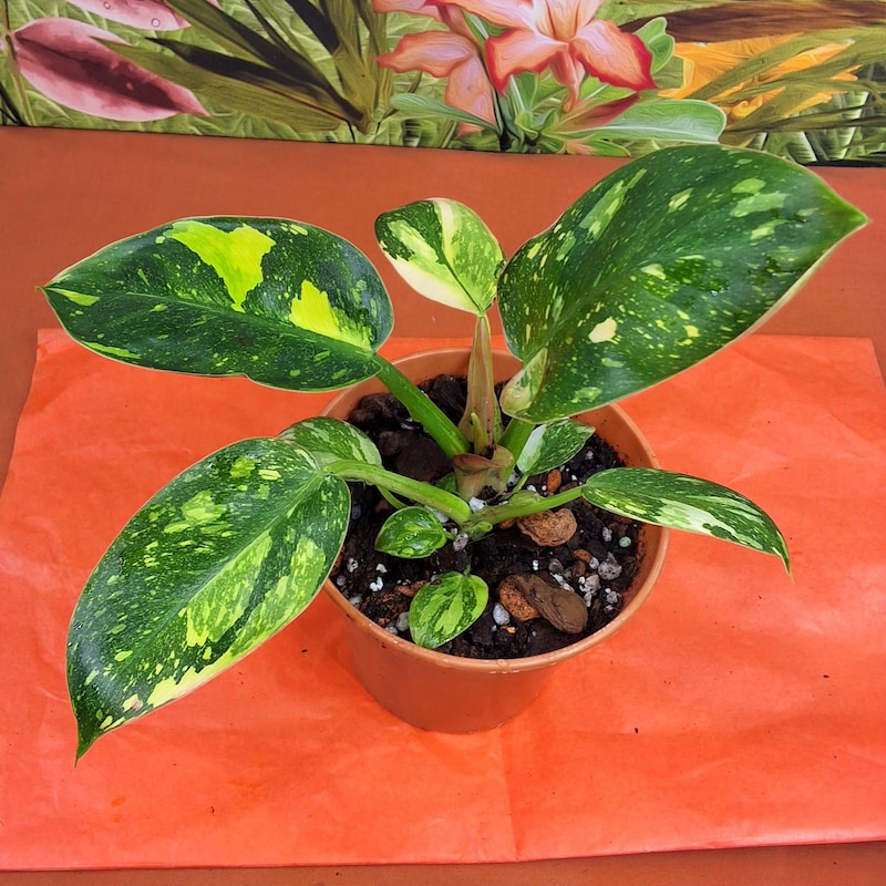 Plants in the Congo - Etsy UK