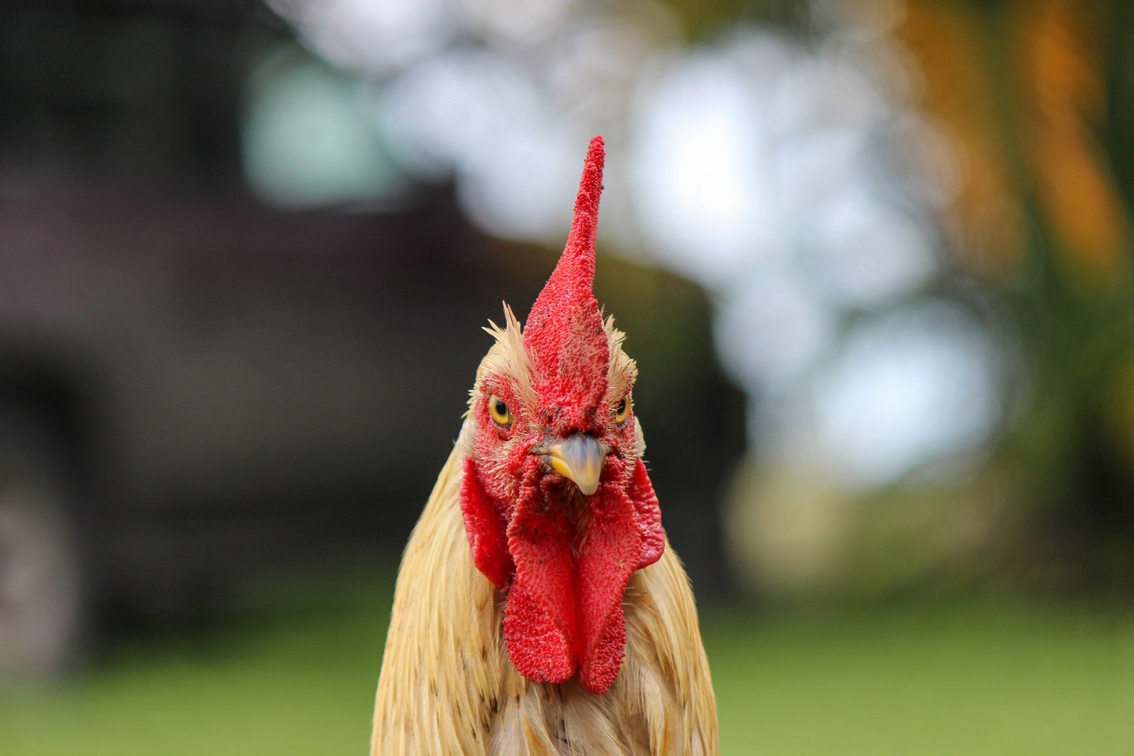 Chicken Breed Spreadsheet - Etsy