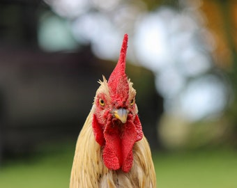 Chicken Spreadsheet - Etsy