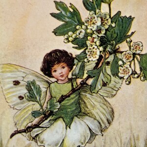 Flower Fairies the May Fairy Cicely Mary Barker Fantasy - Etsy