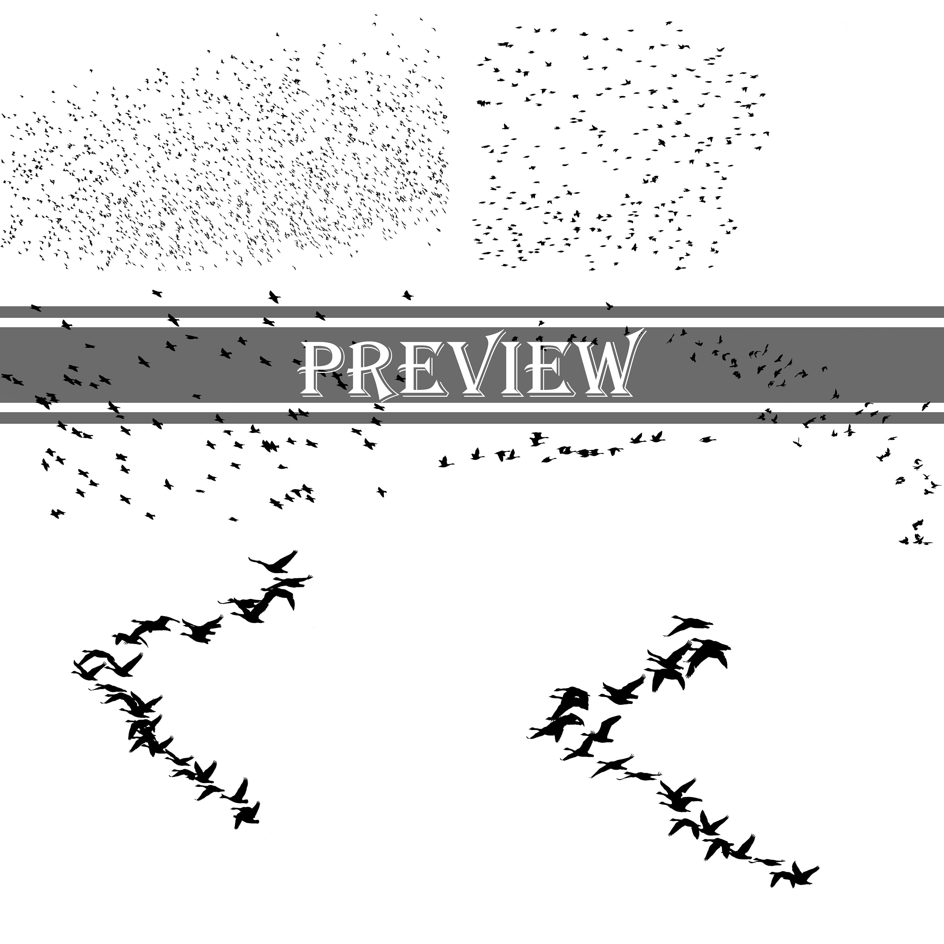 BIRDS SILHOUETTE OVERLAY, Digital Downloads, Photoshop, Personal ...