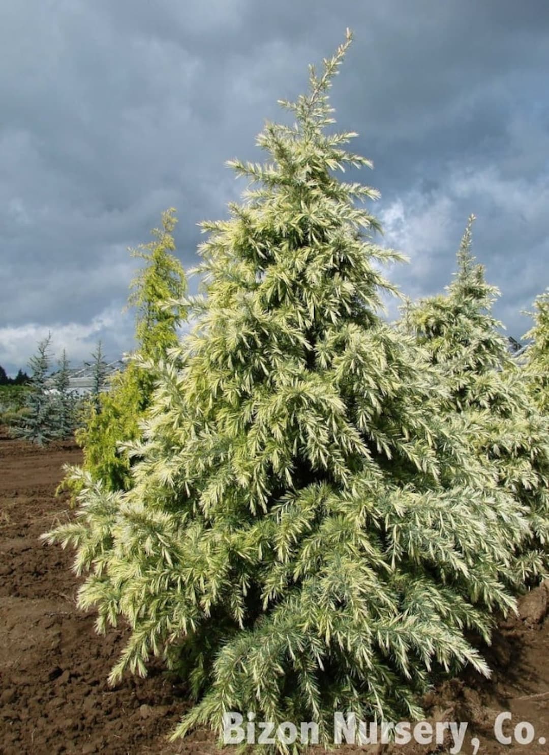 Himalaya Zeder - Cedrus Deodara - 10 Frische Samen - Etsy.de