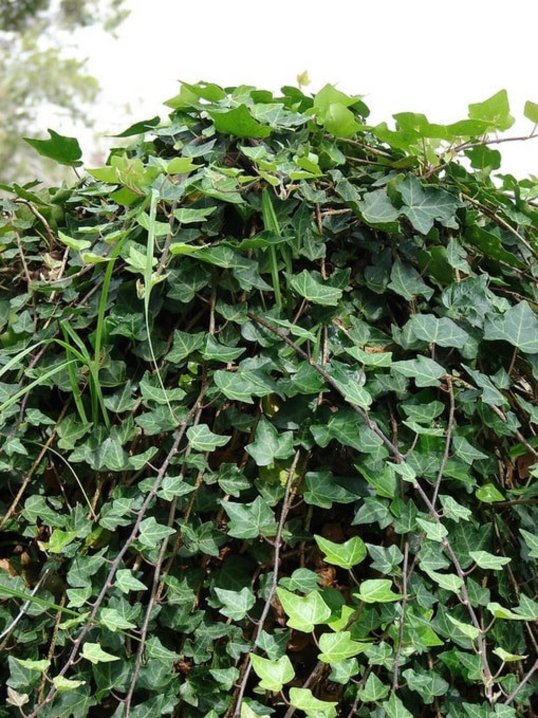 Lierre commun - 20 graines fraîches - Hedera Helix - Etsy France