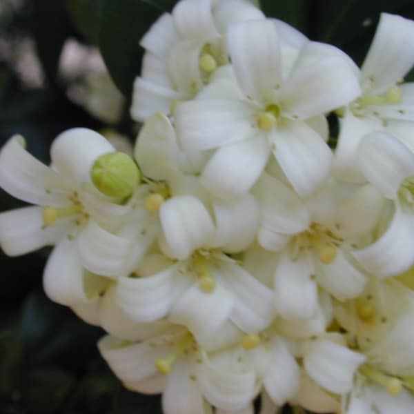 Jasmine live plants - Etsy France