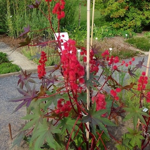Wunderbaum Ricinus Communis 10 Frische Samen - Etsy.de