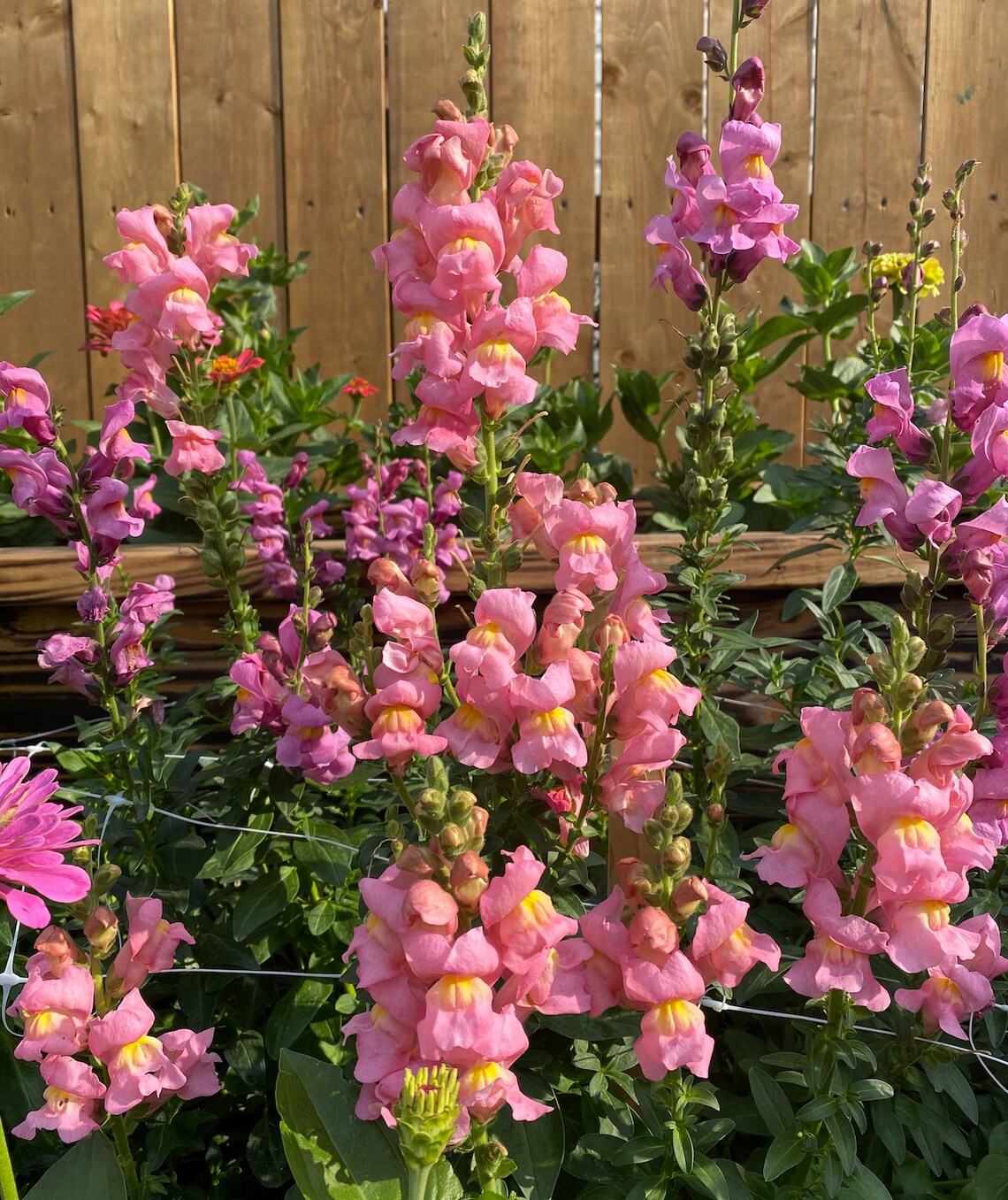 100 pink Snapdragon Rocket SEEDS - Etsy Canada