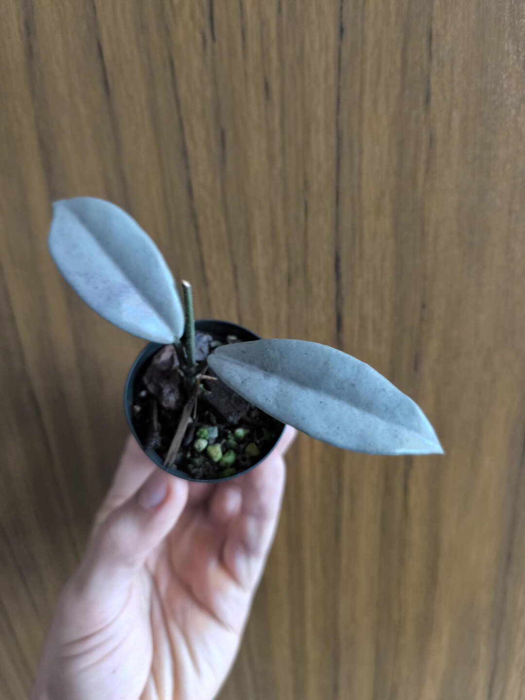 Hoya Carnosa Wilbur Graves Silver - Etsy.de