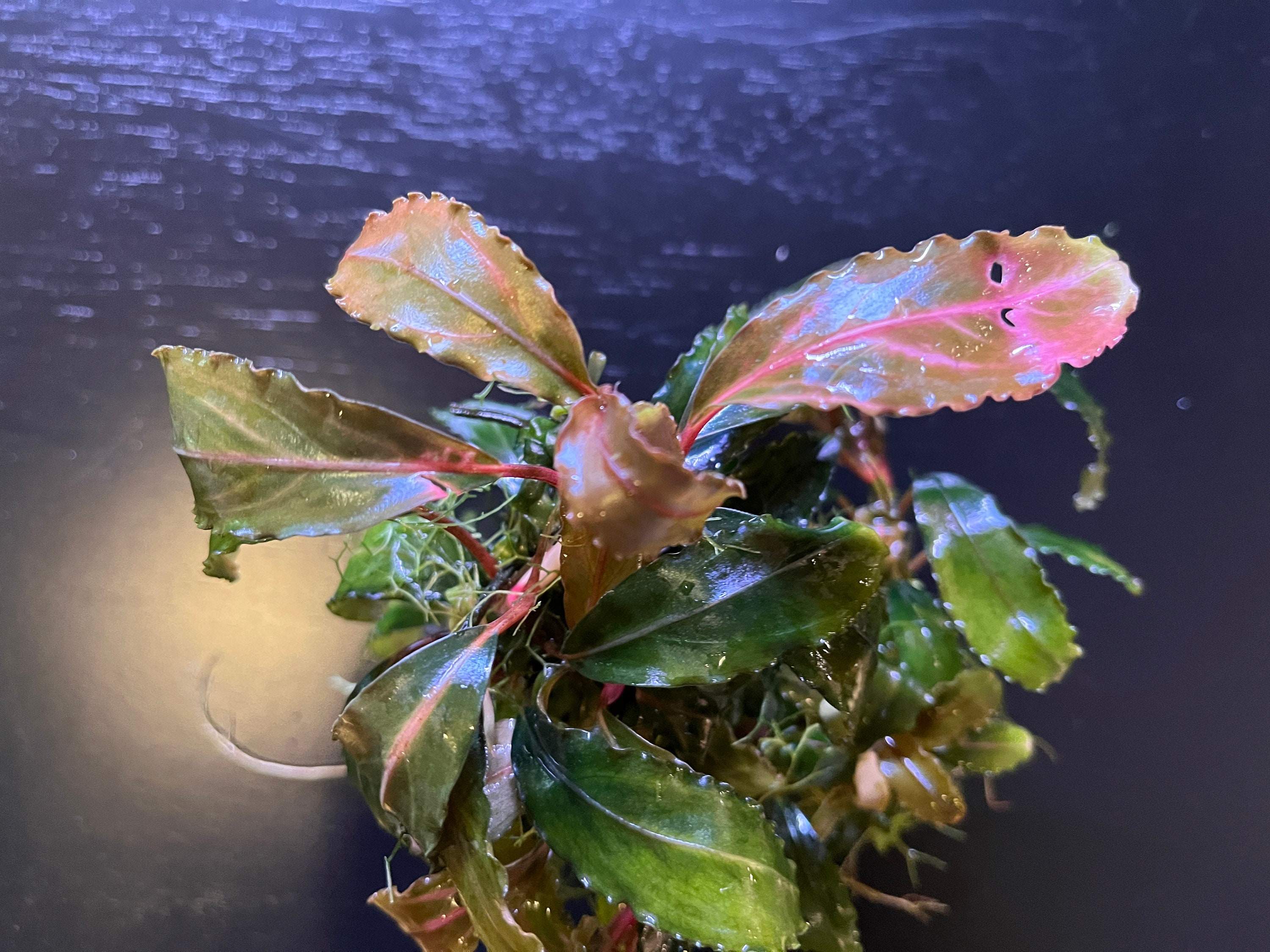 Immersed Grown Bucephalandra Theia Red - Etsy