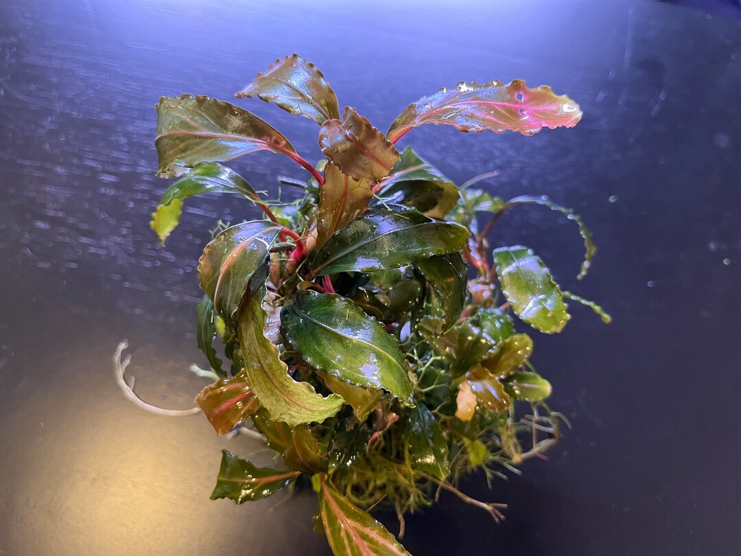 Immersed Grown Bucephalandra Theia Red - Etsy