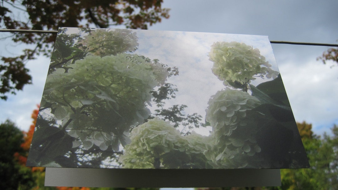 Greeting Card White Hydrangea - Etsy