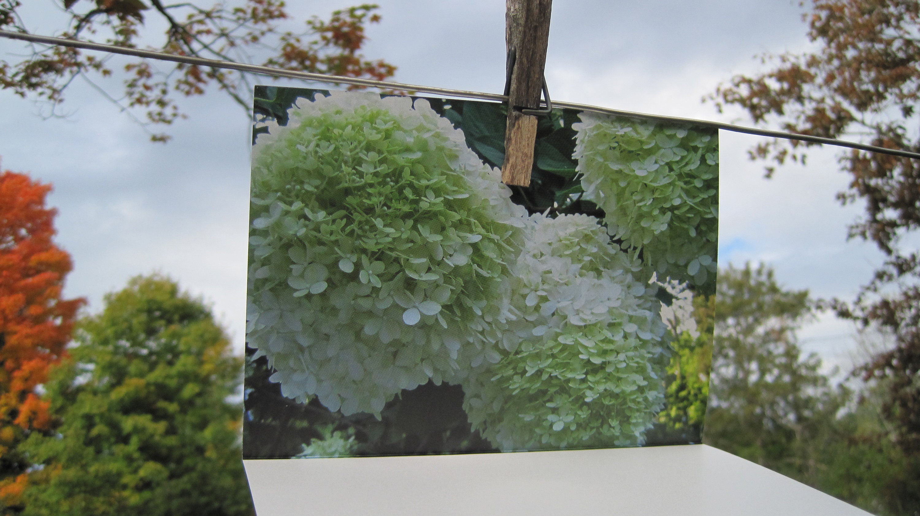 Greeting Card White Hydrangea - Etsy