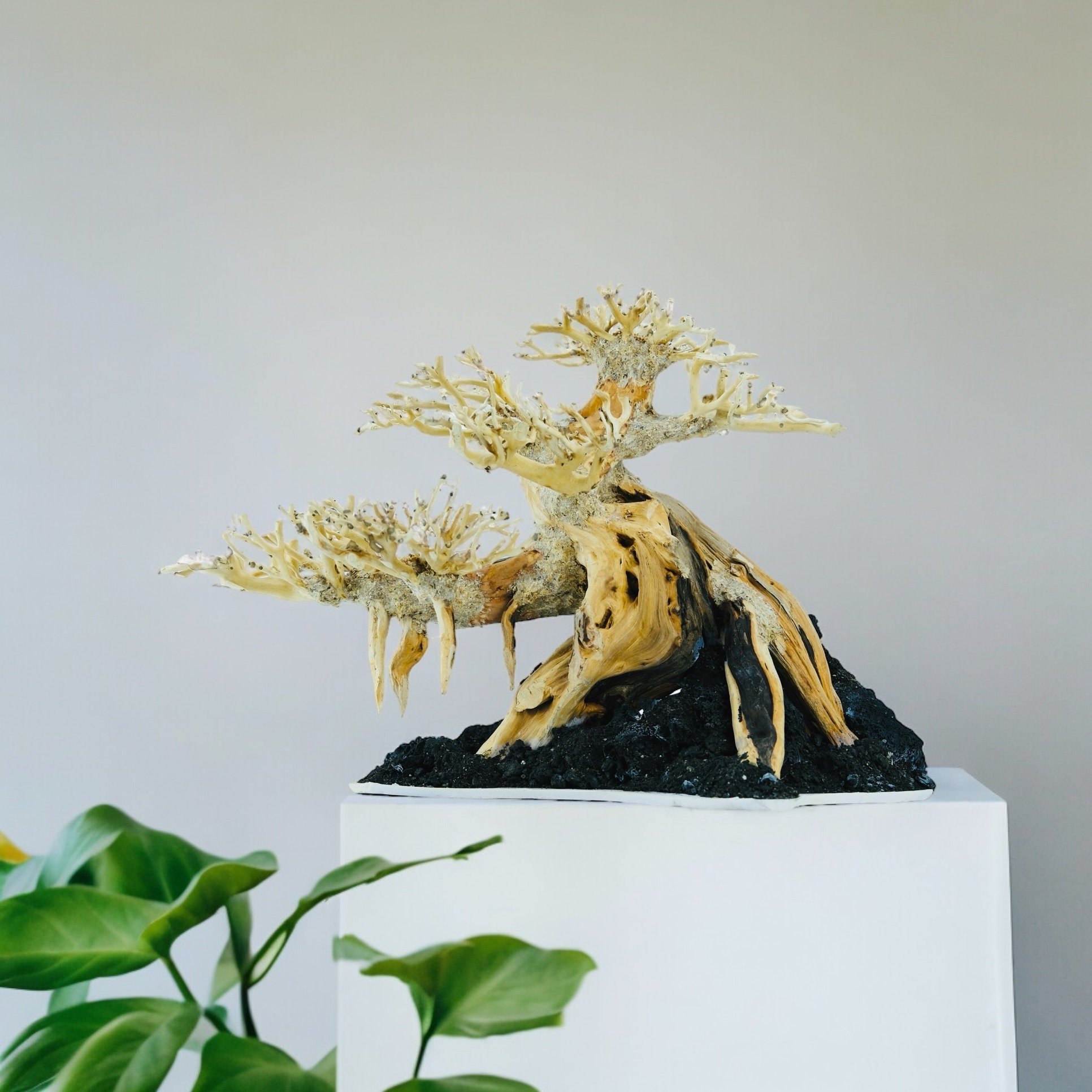 Bonsai Driftwood Aquarium Tree, Handcrafted Fish Tank Decoration, (7in ...